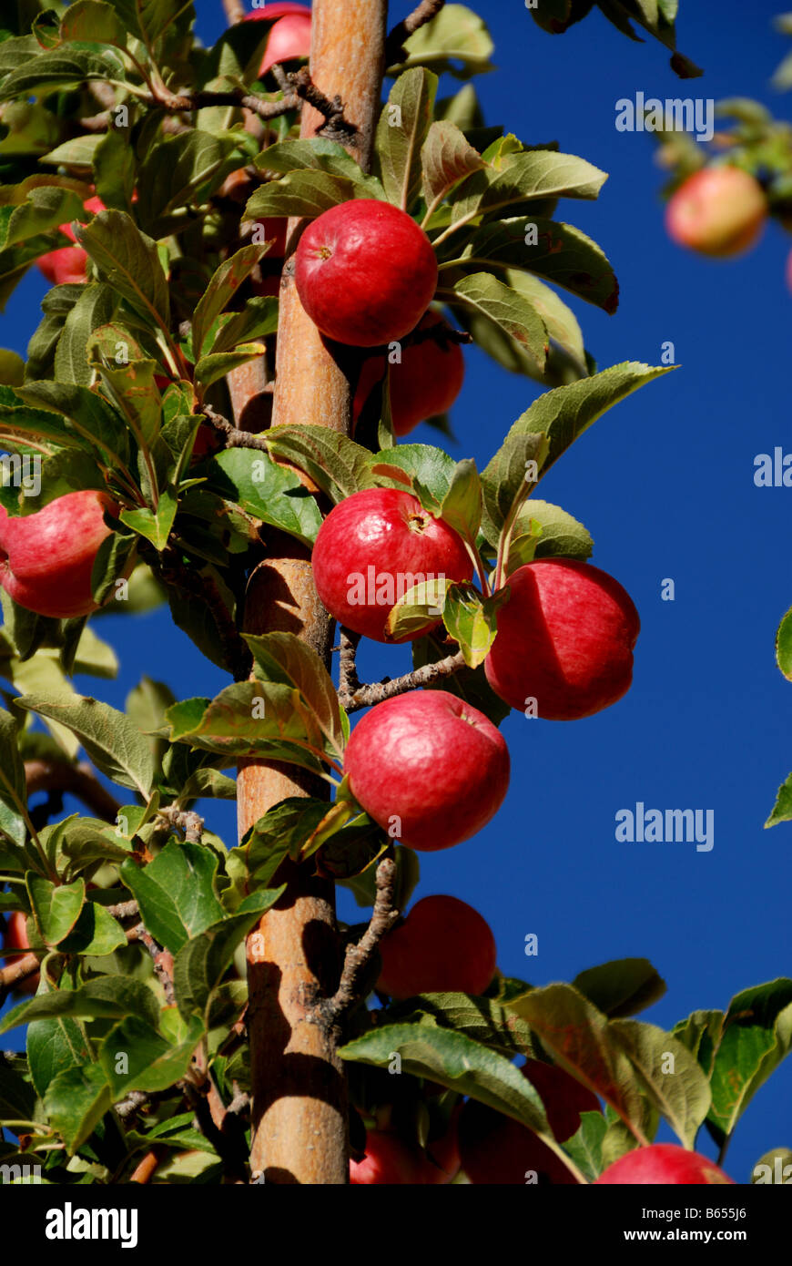 Pommier montagne Banque de photographies et d’images à haute résolution ...