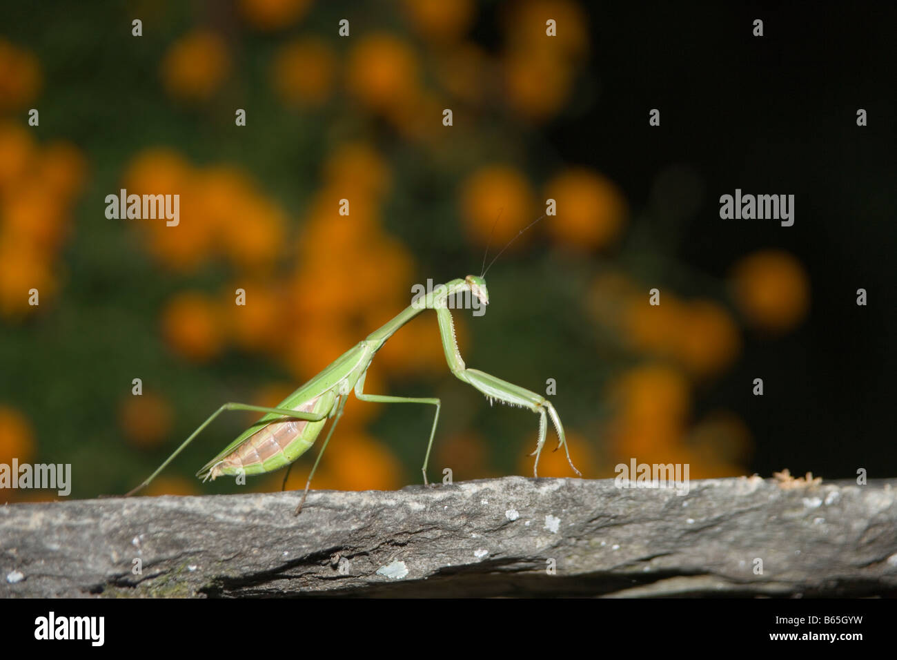 Insecte Mante religieuse au Sanctuary Lodge Hotel à Birethanti dans la ...