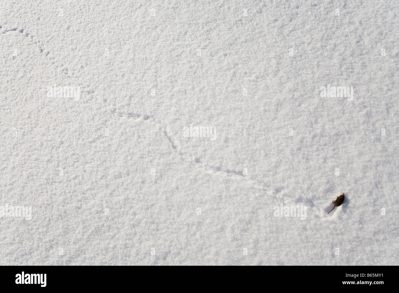 Souris pistes Banque de photographies et d’images à haute résolution ...