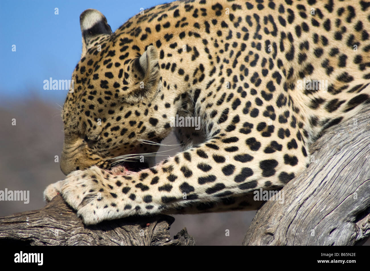 Manger de la viande d'un léopard dans un arbre à la fondation Africat ...