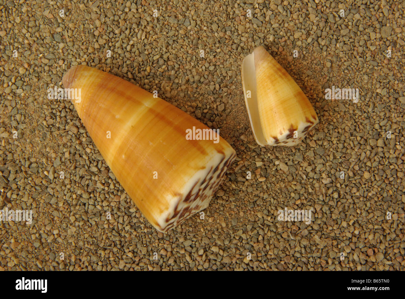 Conus shells Banque de photographies et d’images à haute résolution - Alamy