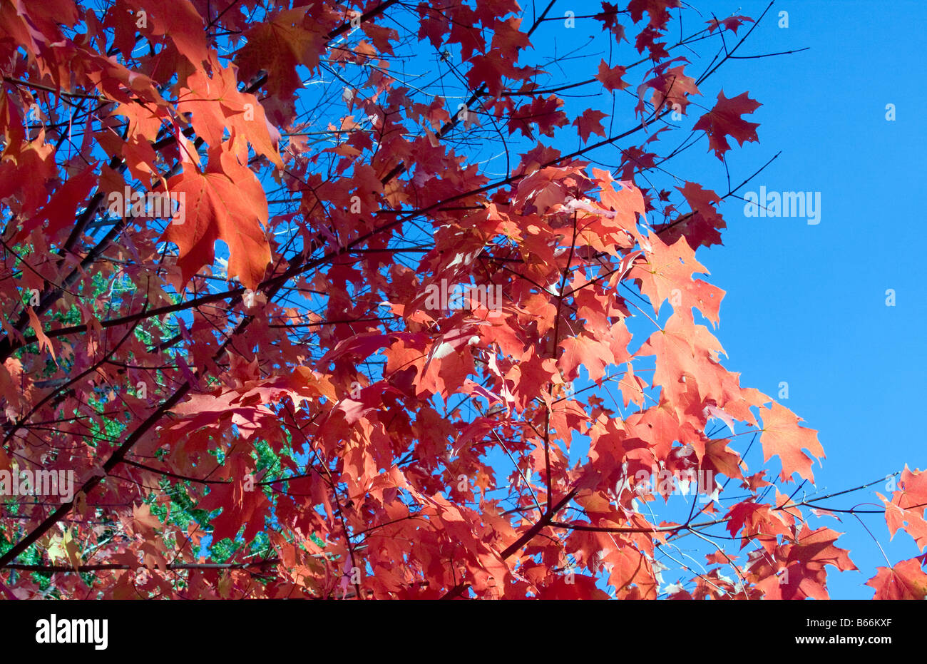 L'érable de Norvège (Acer platanoides) en automne Photo Stock - Alamy
