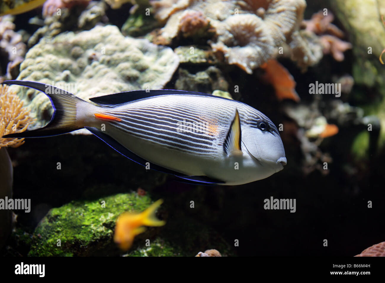 Poisson rayé Banque de photographies et d’images à haute résolution - Alamy