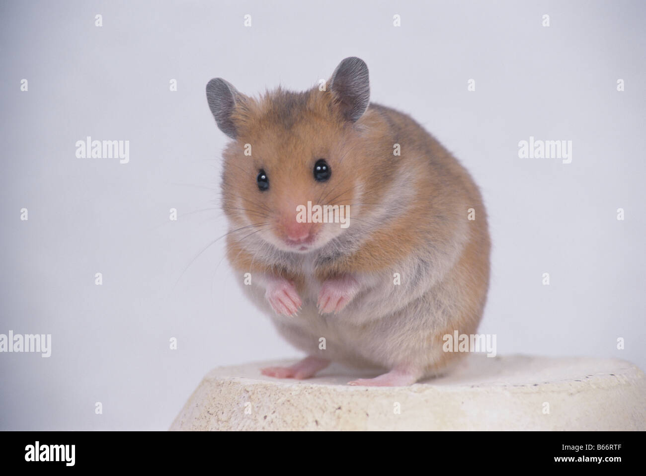 Gold hamster Banque de photographies et d’images à haute résolution - Alamy