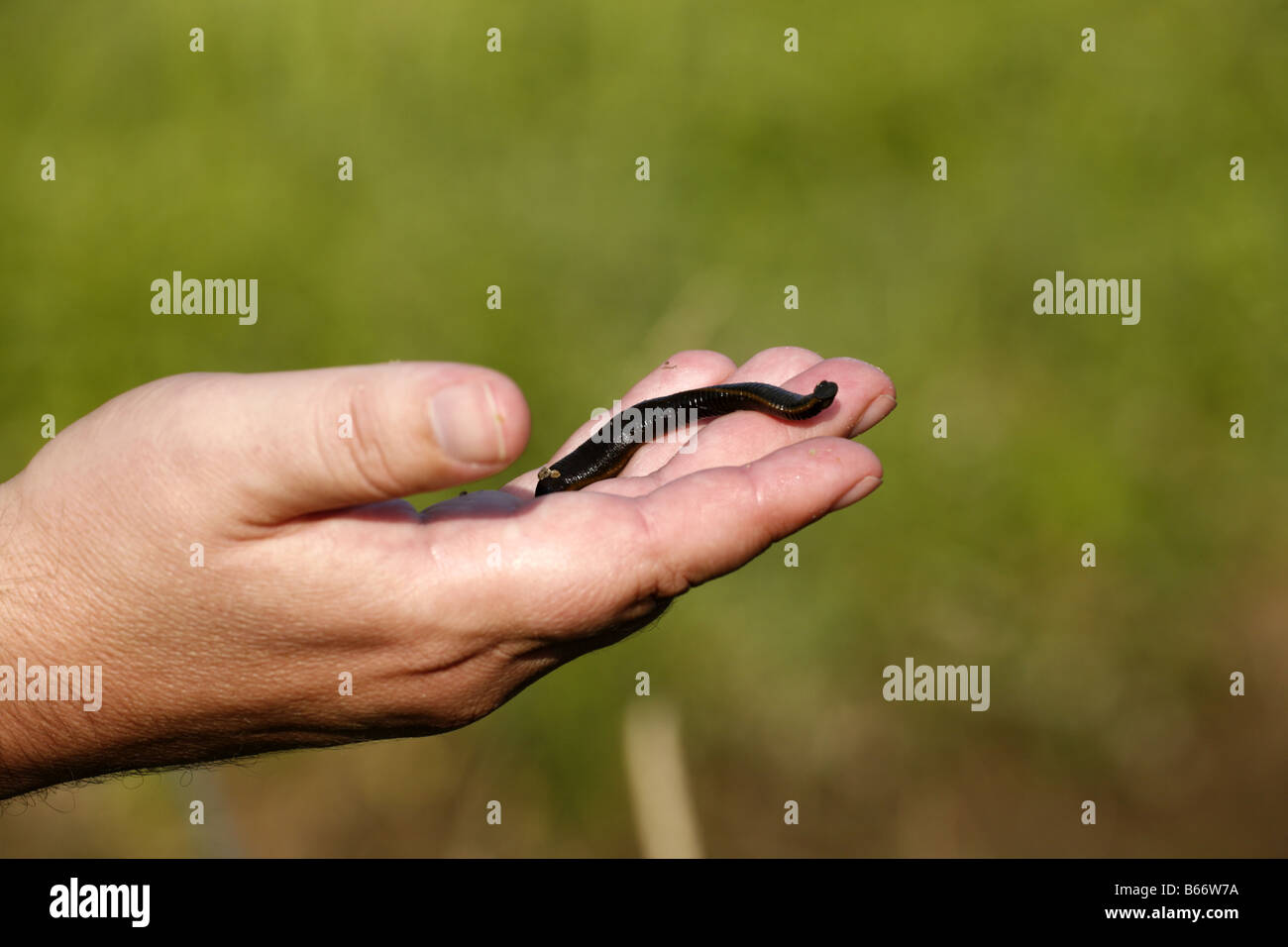 Hirundo medicinalis Banque de photographies et d’images à haute ...