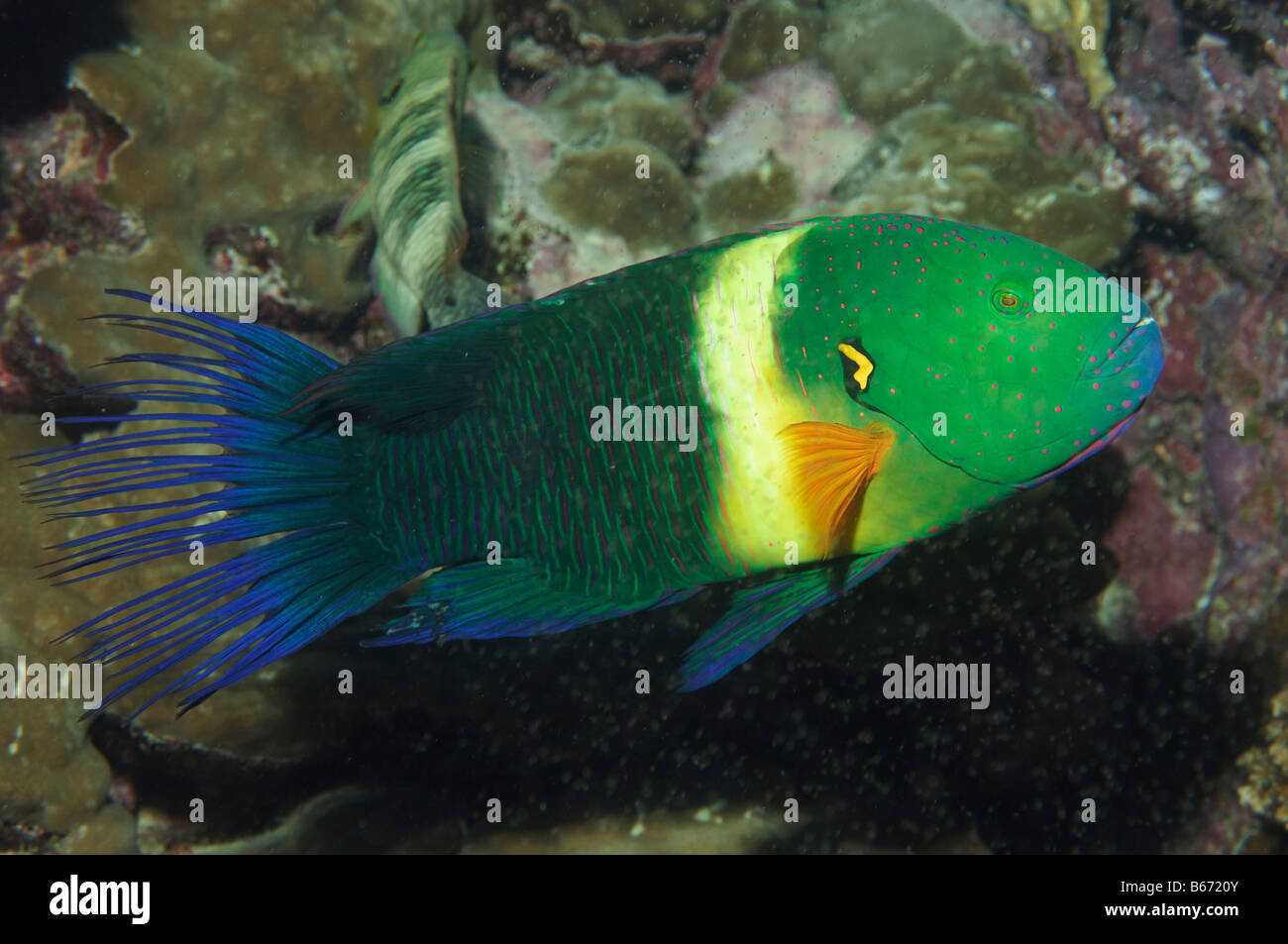 Broomtail wrasse cheilinus lunulatus Banque de photographies et d ...