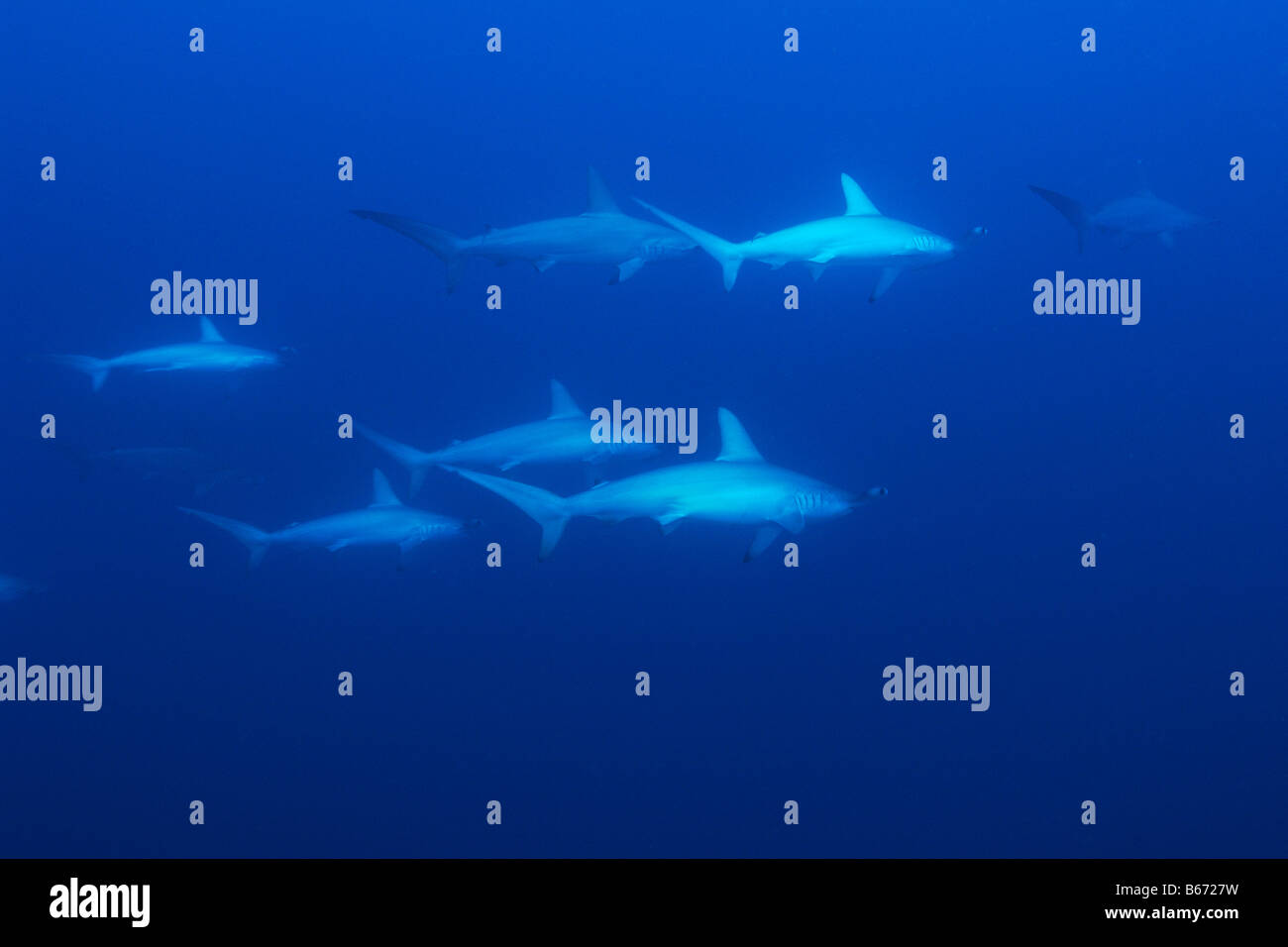 Requin marteau halicorne Sphyrna lewini Elphinstone Reef Egypte Mer ...