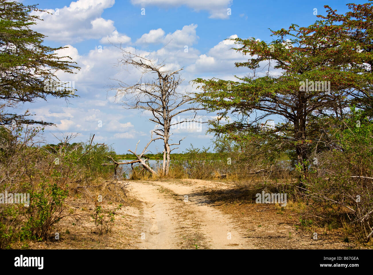 Selous game reserve park Banque de photographies et d’images à haute ...