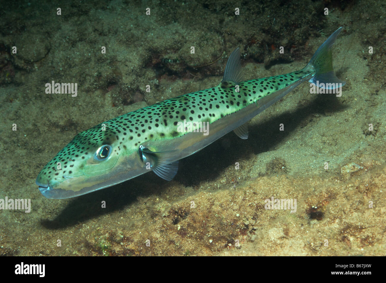 Portrait de poisson puffer poison Banque de photographies et d’images à ...