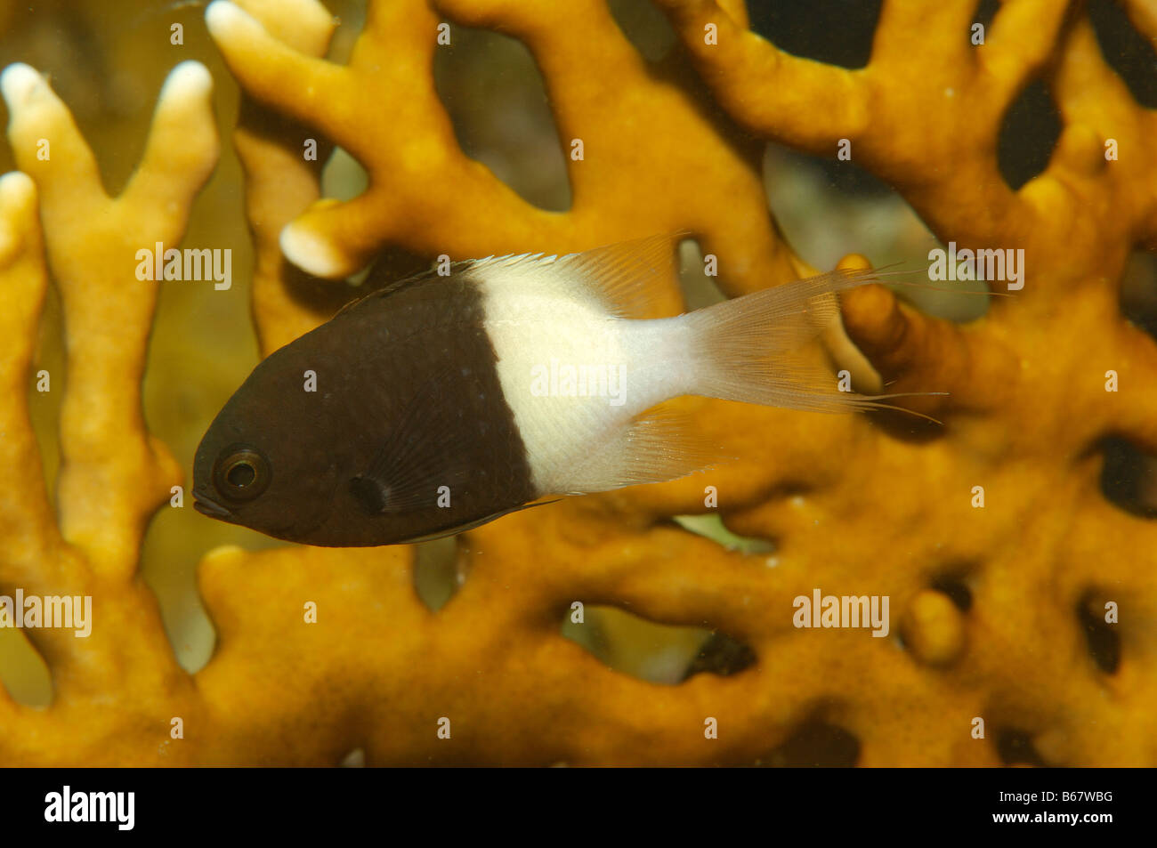 Moitié-moitié Chromis Chromis dimidiata Marsa Alam Egypte Mer Rouge ...