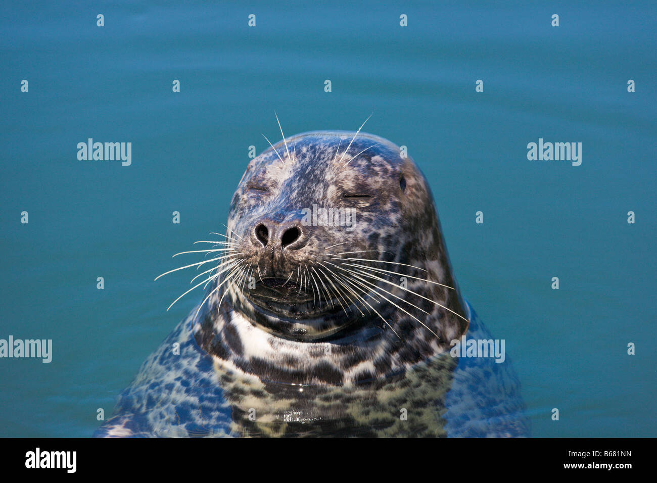 Phoque commun Banque de photographies et d’images à haute résolution ...