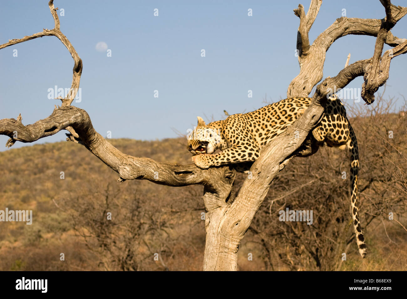 Leopard eating Banque de photographies et d’images à haute résolution ...