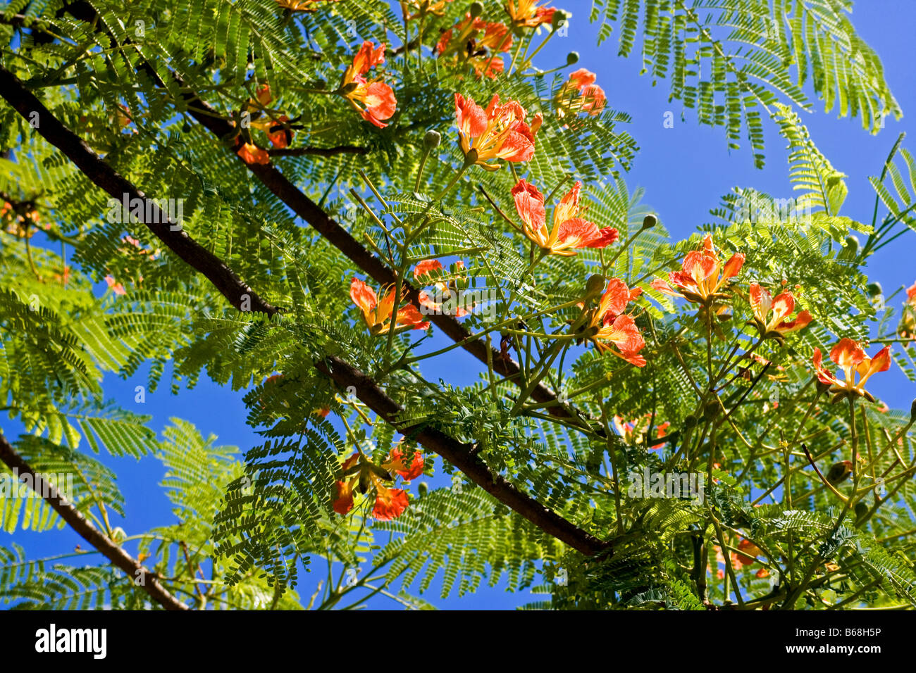 Flamboyant tree delonix regia in Banque de photographies et d’images à ...