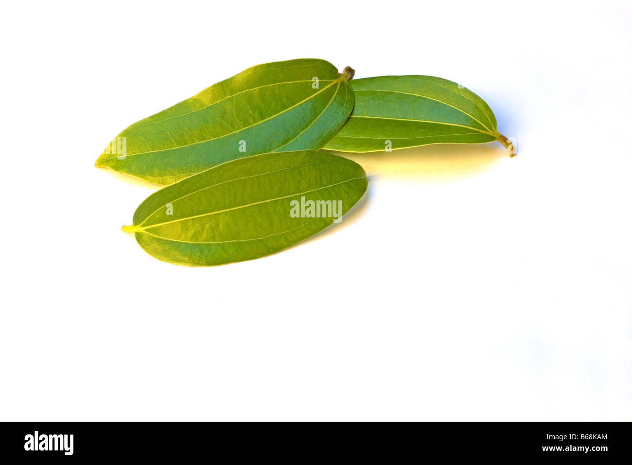 Cannelle cinnamomum verum Banque d'images détourées - Alamy