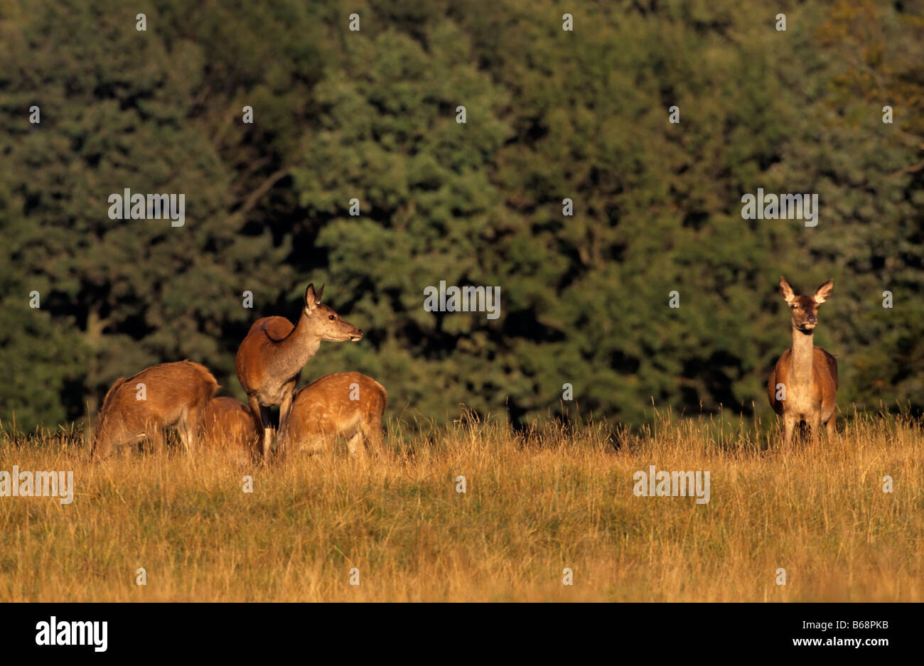 Accouplement de cerf rouge Banque de photographies et d’images à haute ...