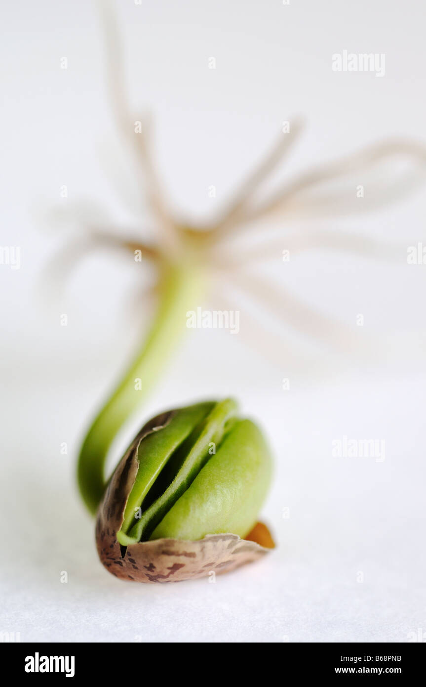Germination haricot Banque de photographies et d’images à haute ...