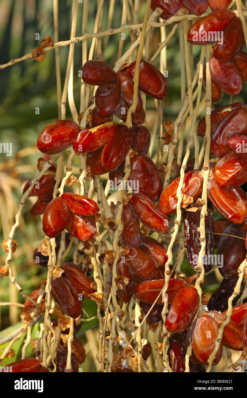 Arbre De Dattes Avec Des Fruits Banque d'image et photos - Alamy