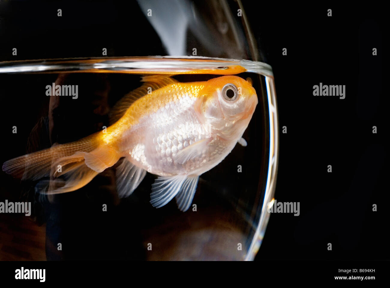 Bocal de poissons rouges Banque de photographies et d’images à haute ...