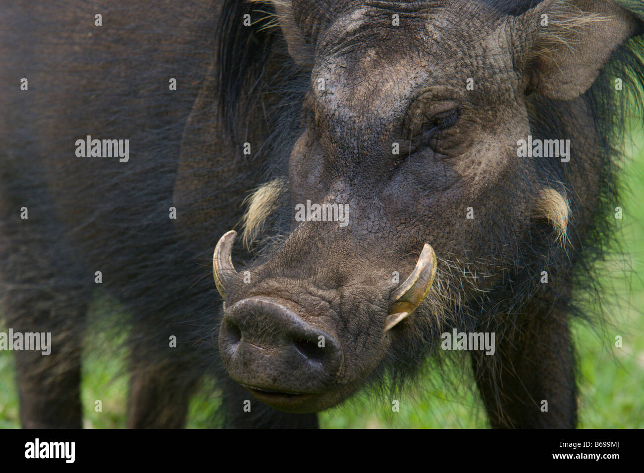 Cochon sauvage Afrique Ouganda défenses de sanglier Photo Stock - Alamy