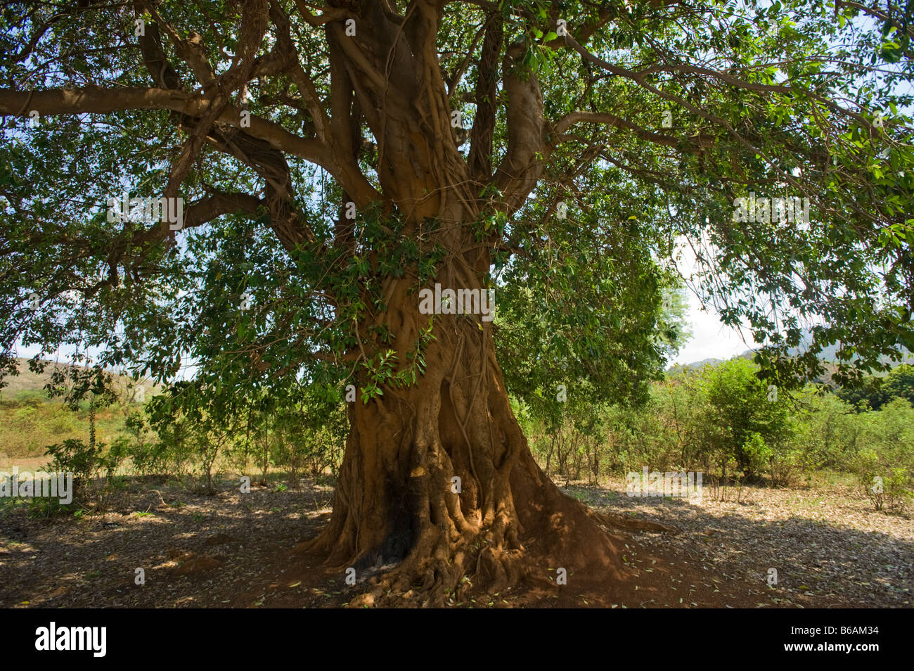Mahogany tree africa Banque de photographies et d’images à haute ...