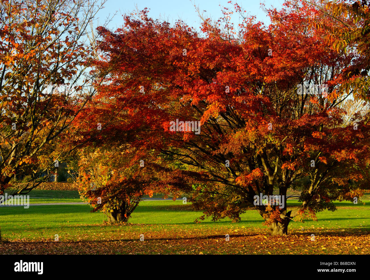 Acer davidii 'snakebark maple' Banque de photographies et d’images à ...