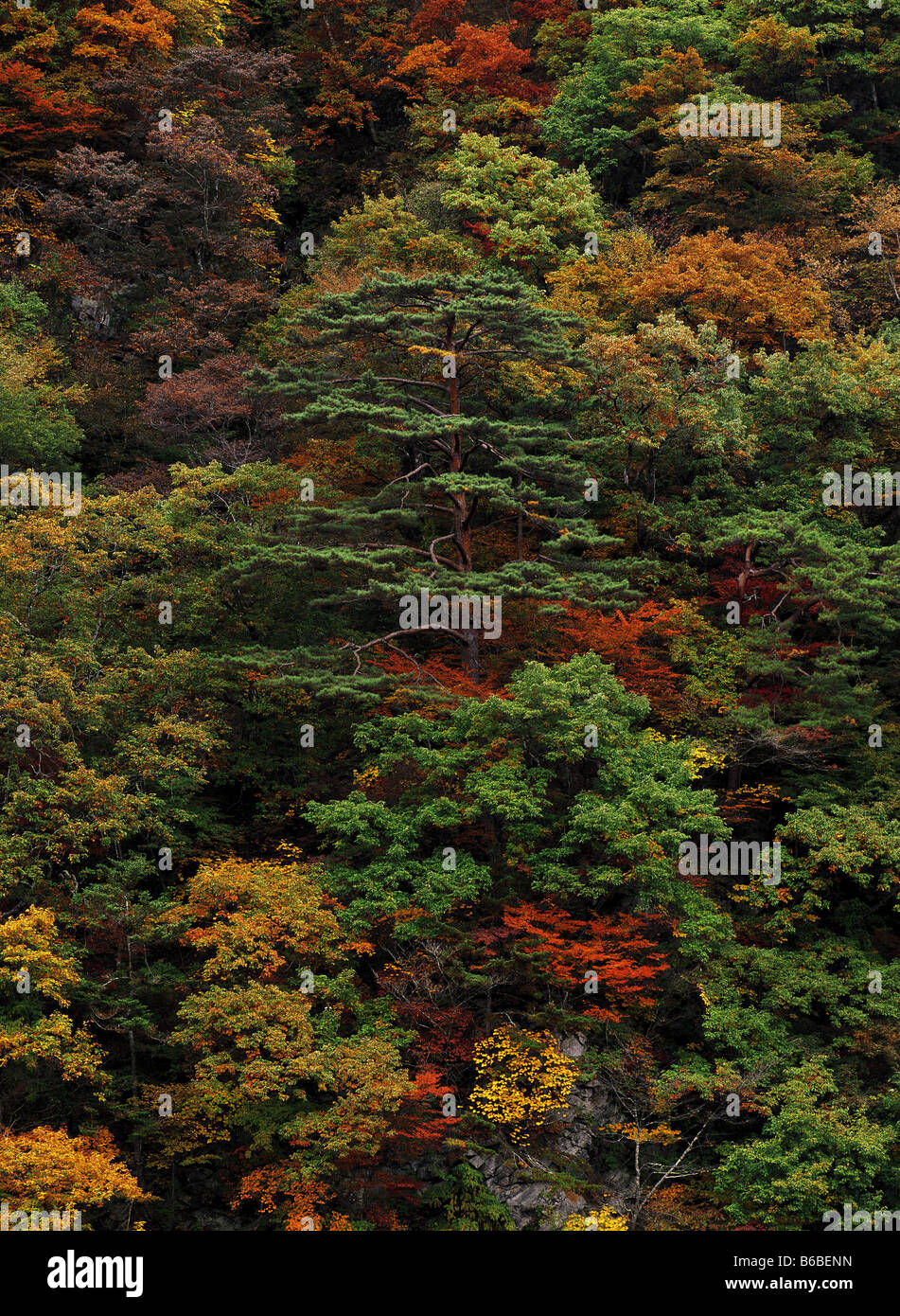 Parc national de nikko Banque de photographies et d’images à haute ...