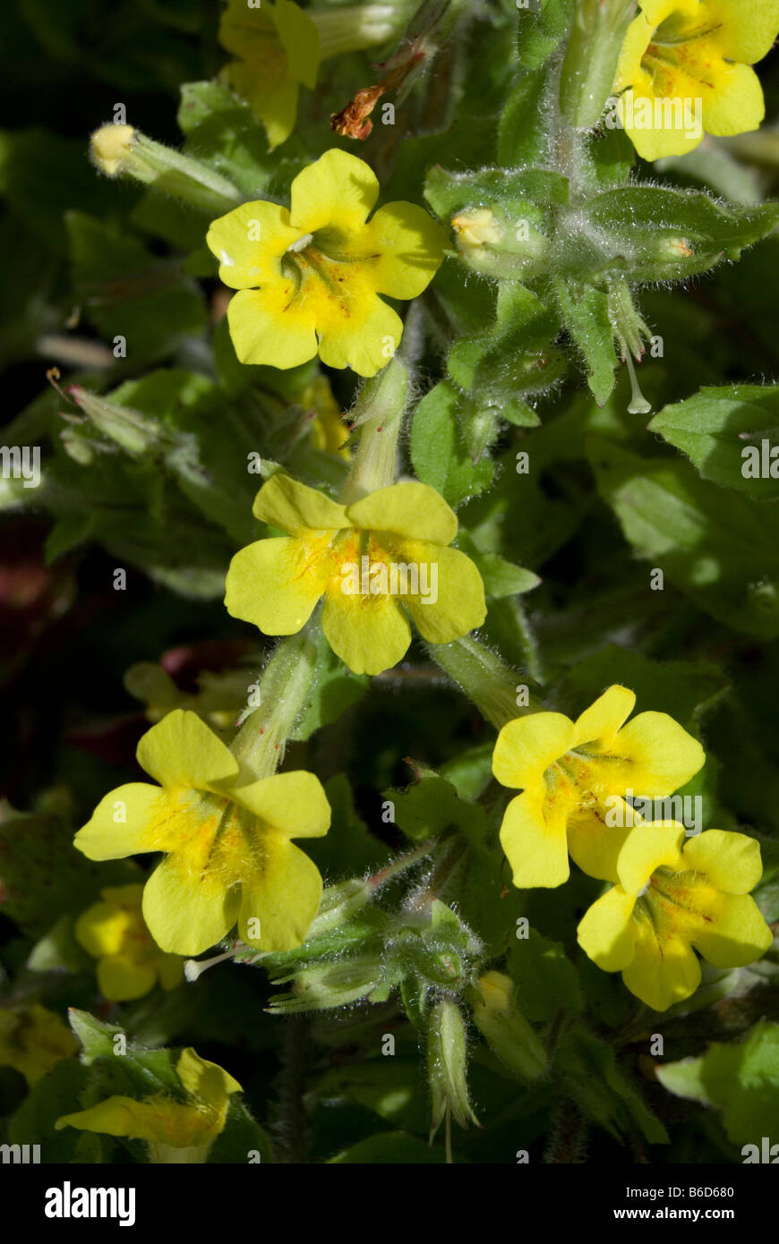 Musk flower Banque de photographies et d’images à haute résolution - Alamy