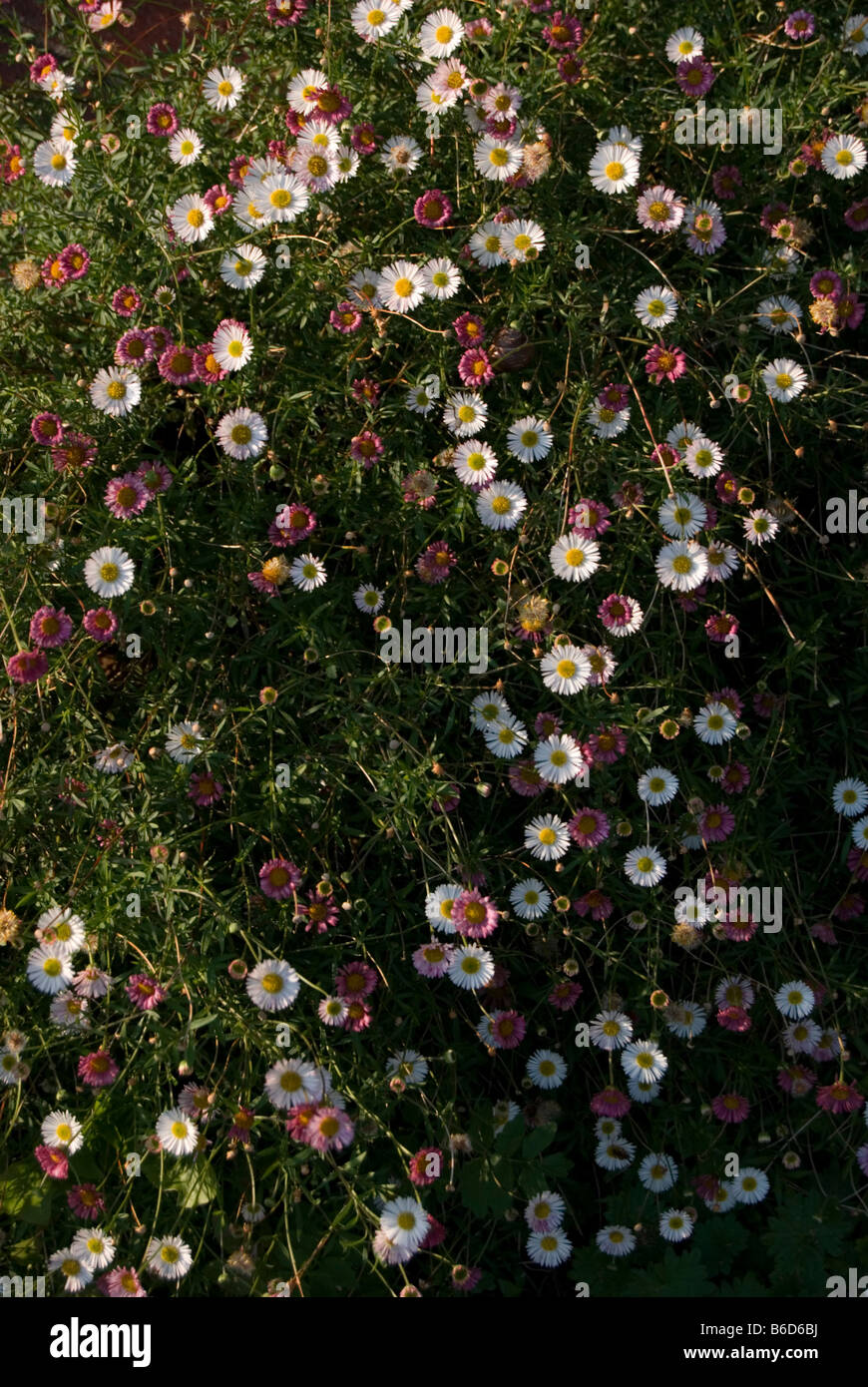 Erigeron karvinskianus mucronatus Banque de photographies et d’images à ...