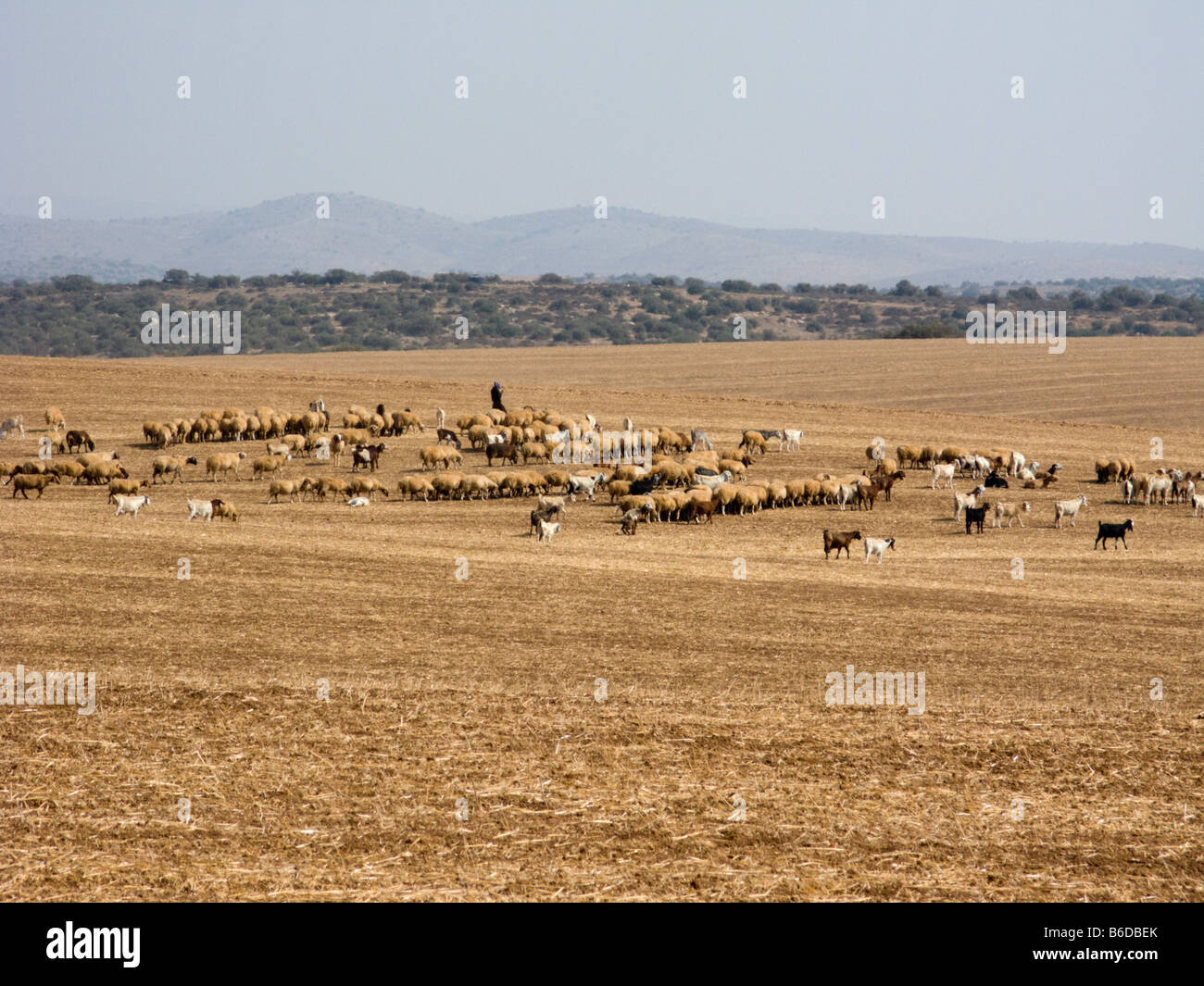 Mouton arabe Banque de photographies et d’images à haute résolution - Alamy