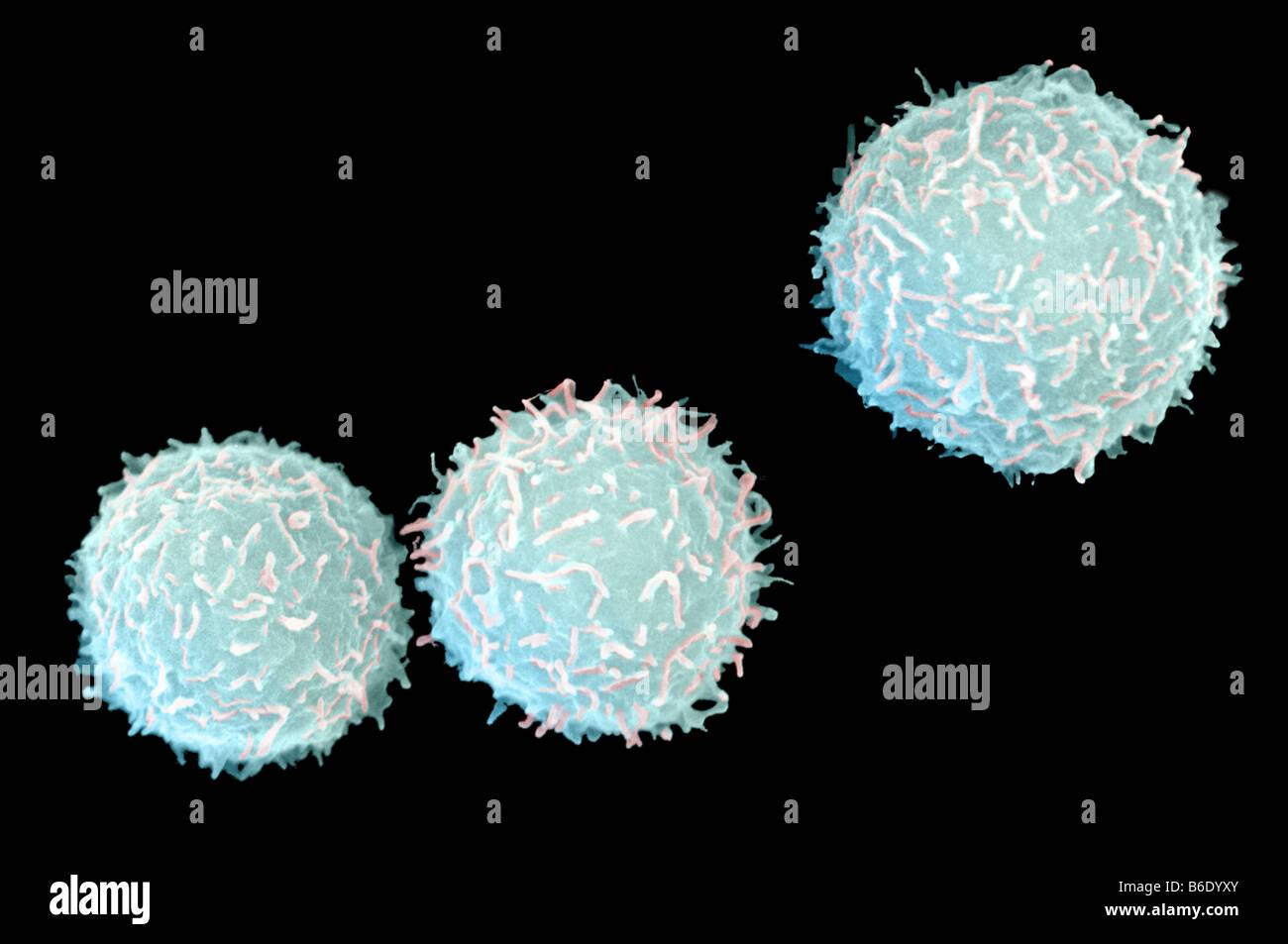 Huesos de la cara anatomía Banque de photographies et d’images à haute ...