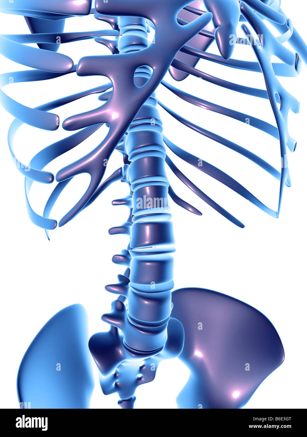Squelette humain montrant les os de la colonne vertébrale, de la cage ...