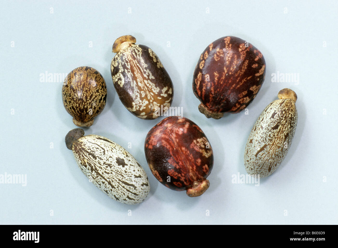 Le ricin (Ricinus communis), graines, studio photo Photo Stock - Alamy