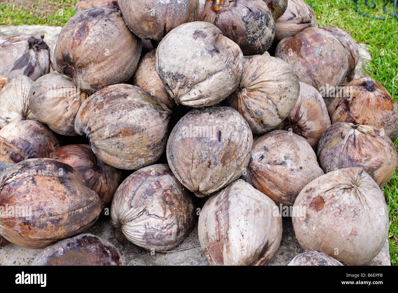 Coco fruits Banque de photographies et d’images à haute résolution - Alamy