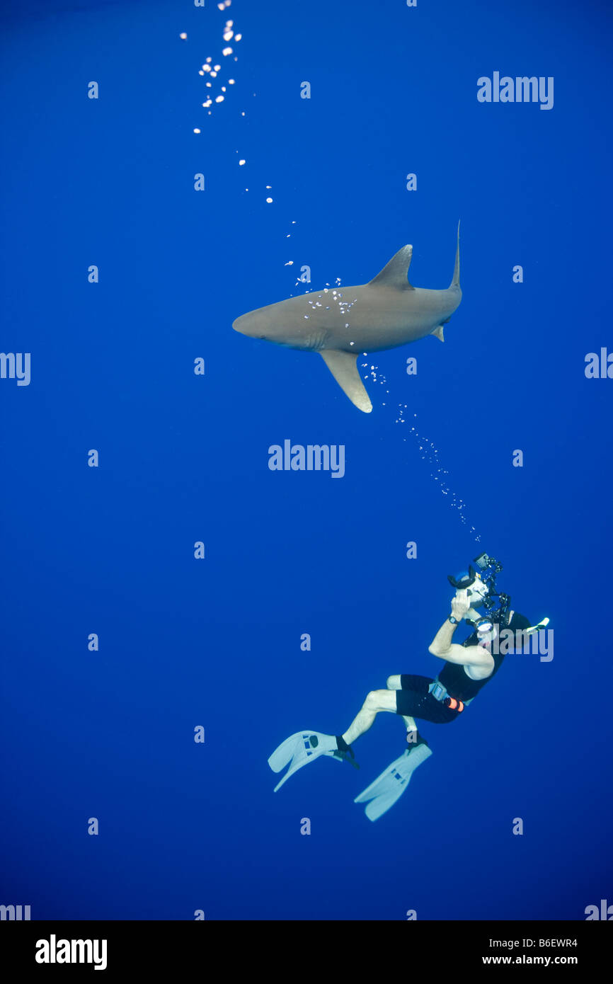 Requin à pointe blanche Banque de photographies et d’images à haute ...