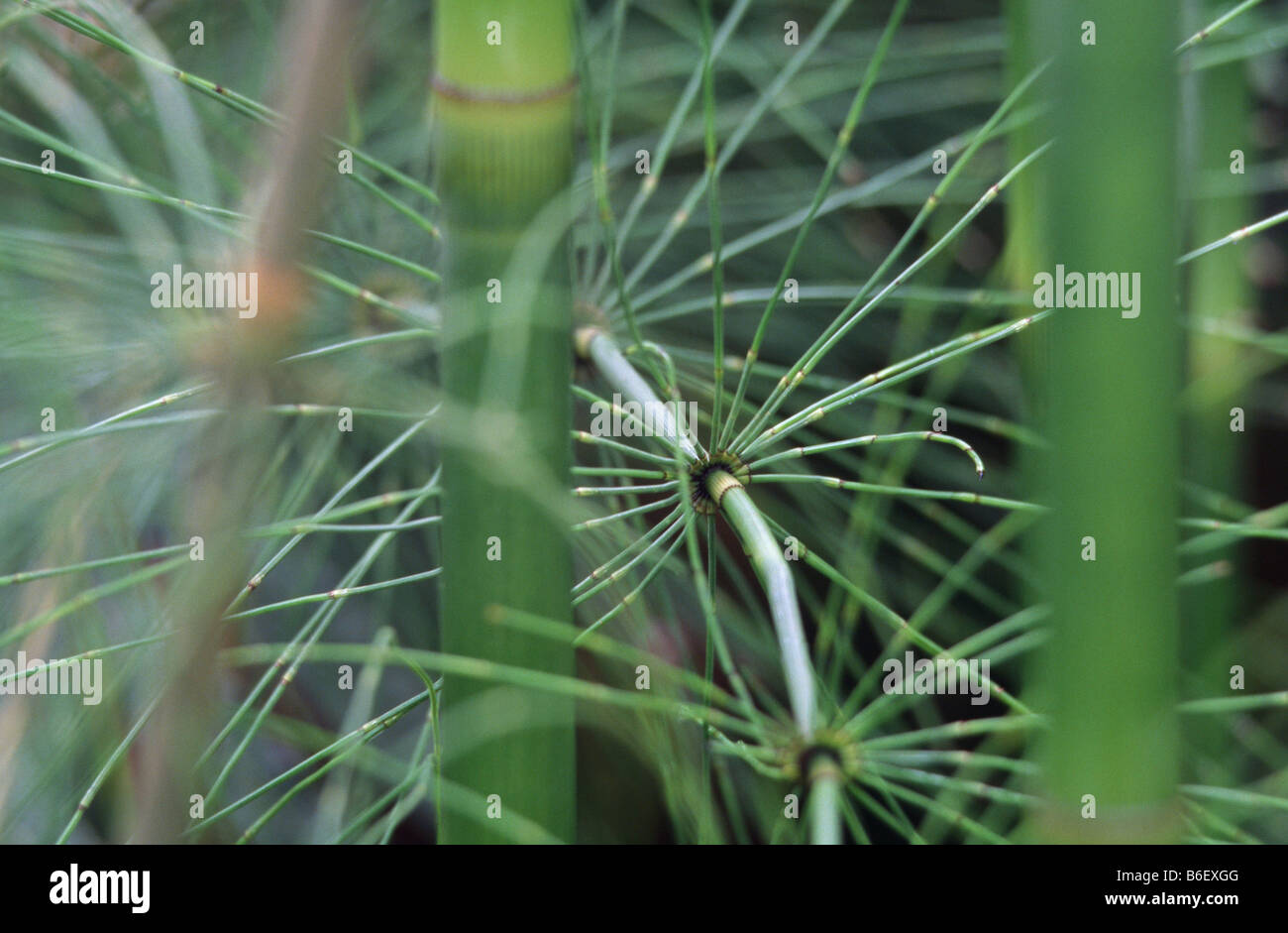 La prêle géante (Equisetum giganteum), Sprout Photo Stock - Alamy