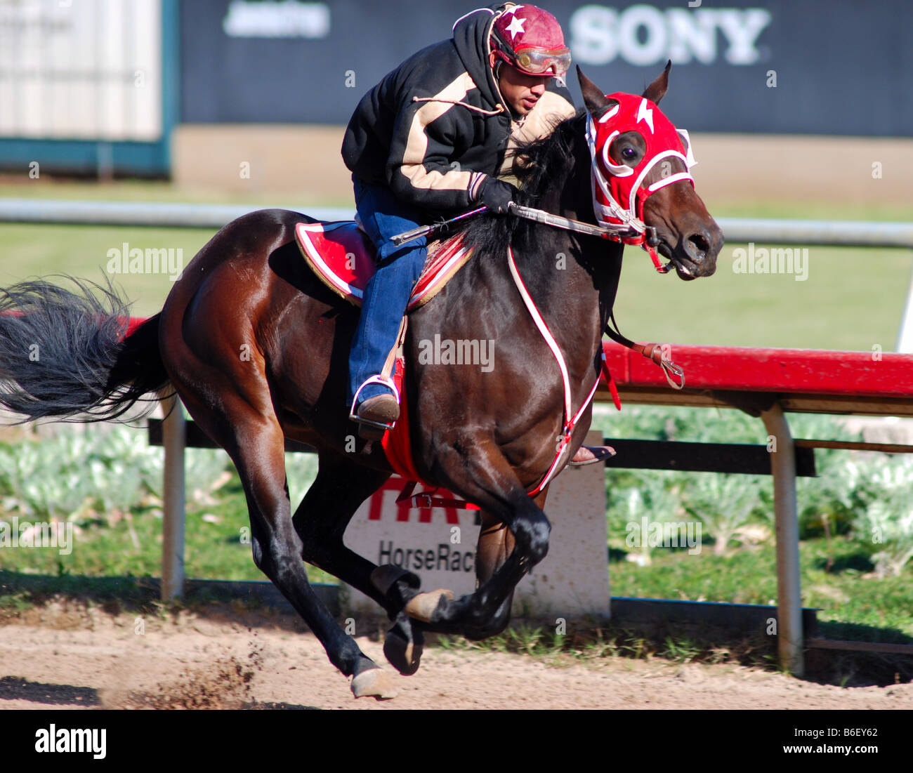 Courses de chevaux quarter horse Banque de photographies et d’images à ...