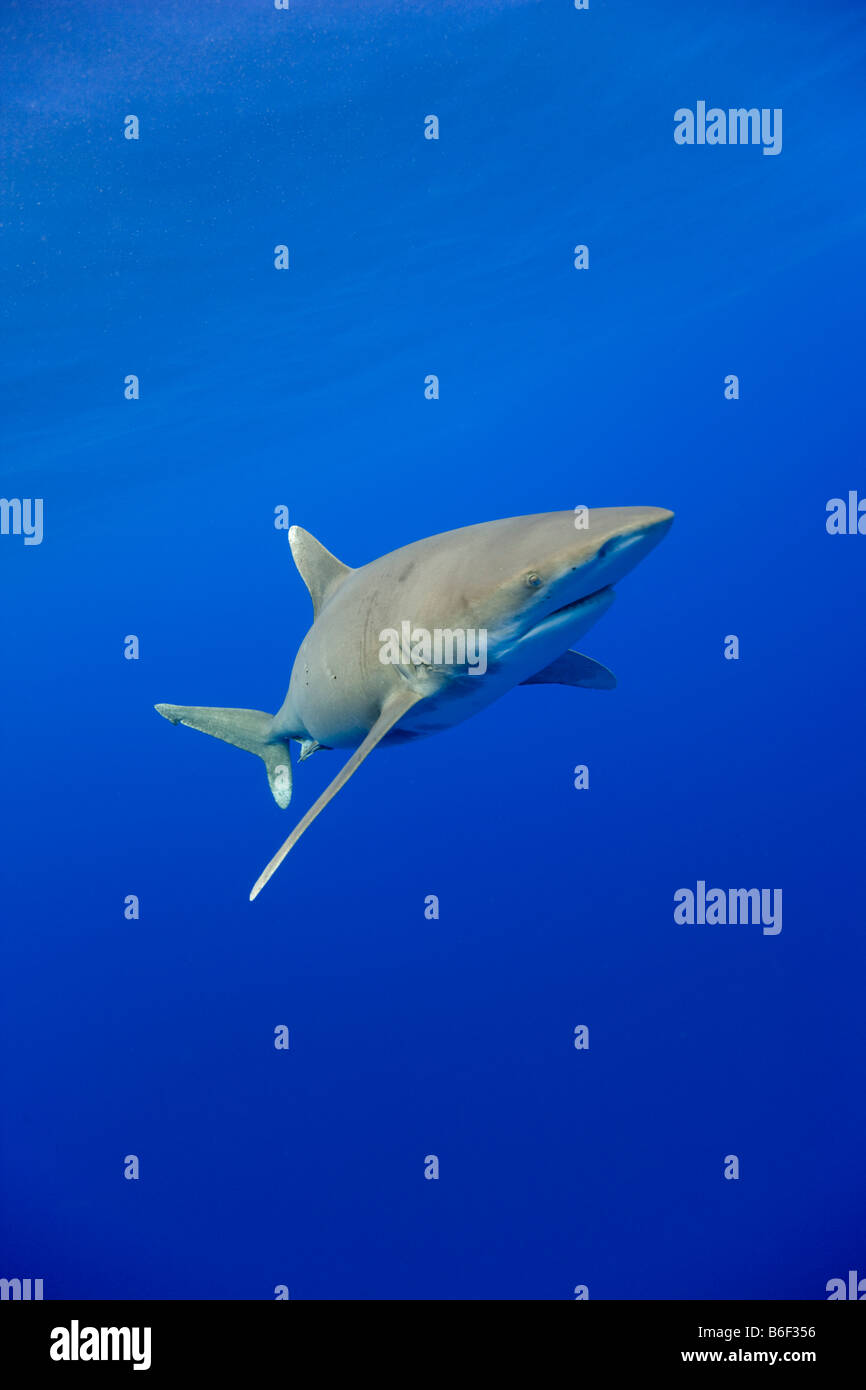 Requin à pointe blanche Banque de photographies et d’images à haute ...
