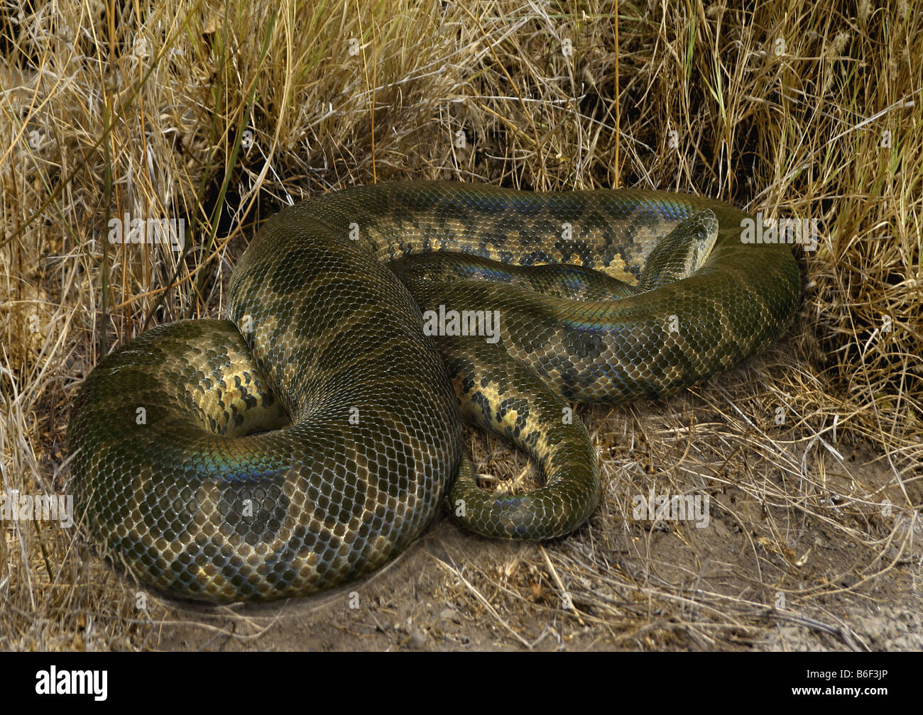 Anaconda Snake Photos & Anaconda Snake Images - Alamy