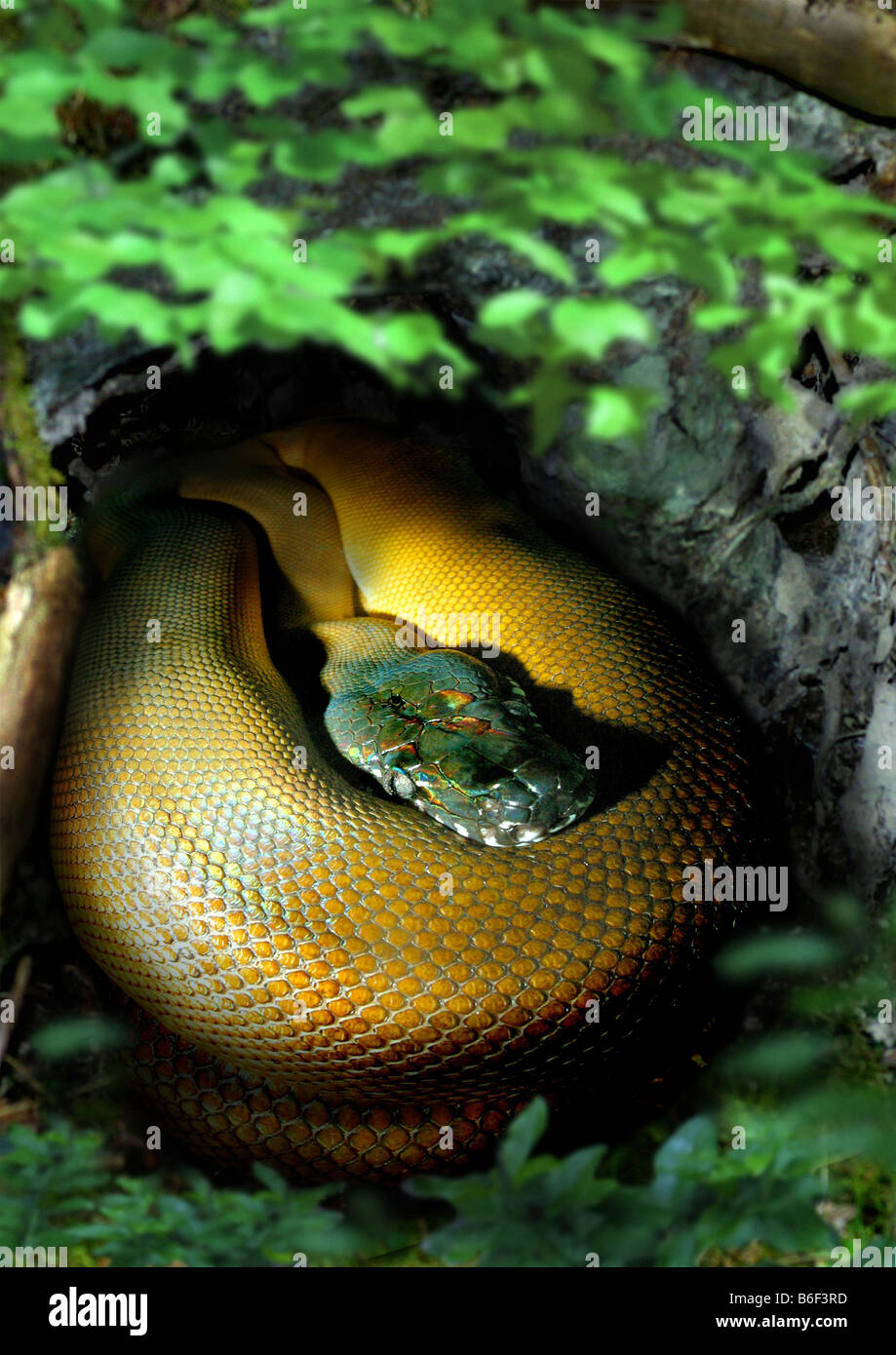 Dalbertis python leiopython albertisii Banque de photographies et d ...