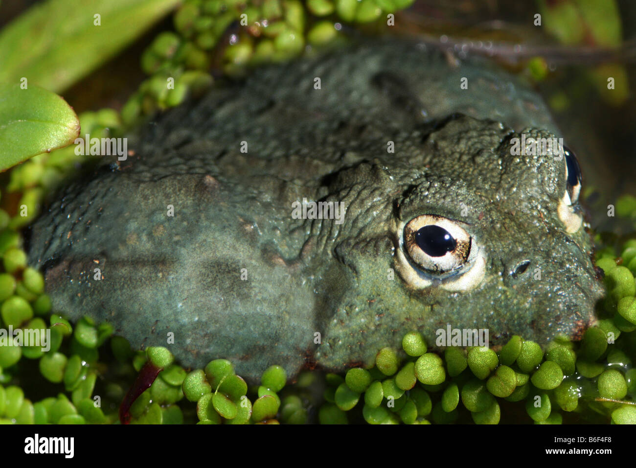 Grenouille amphibie taureau africain Banque de photographies et d ...