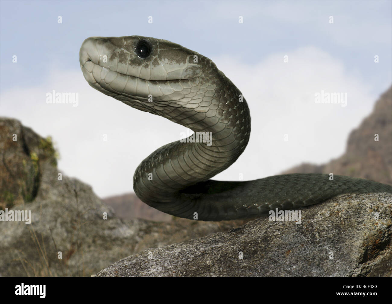 Black mamba portrait Banque de photographies et d’images à haute ...