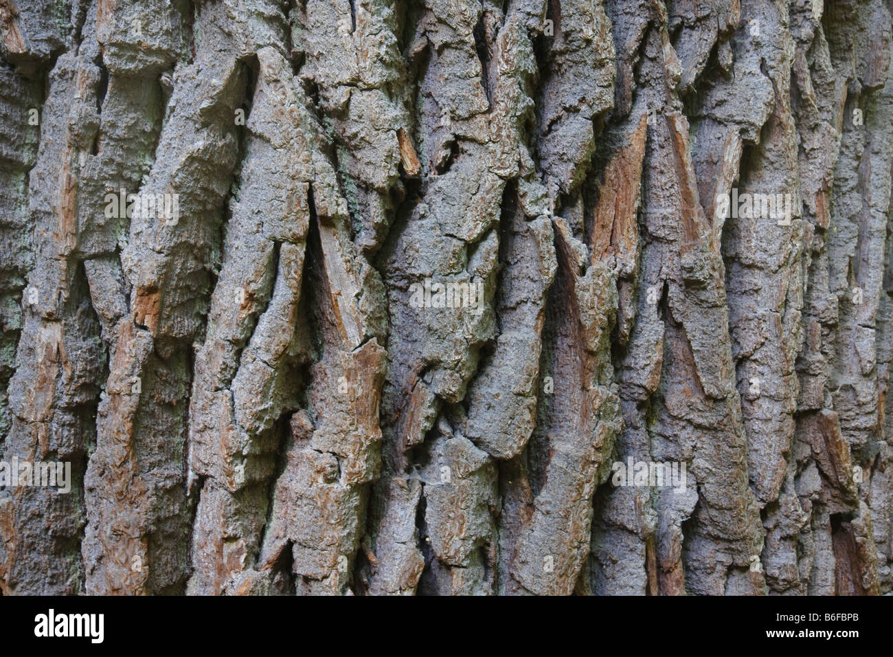 Le chêne commun, le chêne pédonculé, chêne pédonculé (Quercus robur), l ...