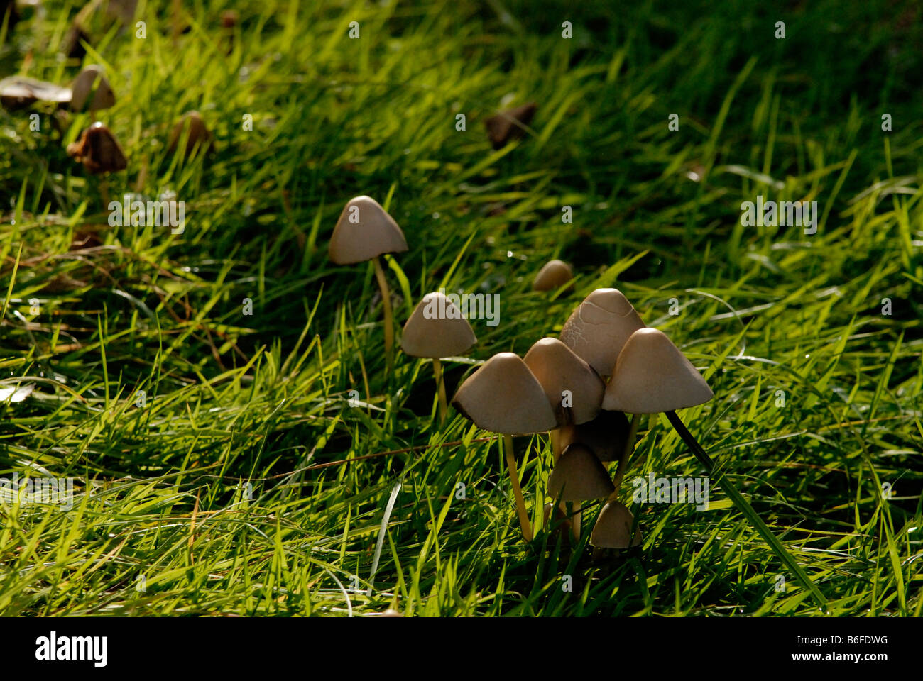 Comment les champignons poussent du sol Banque de photographies et d ...