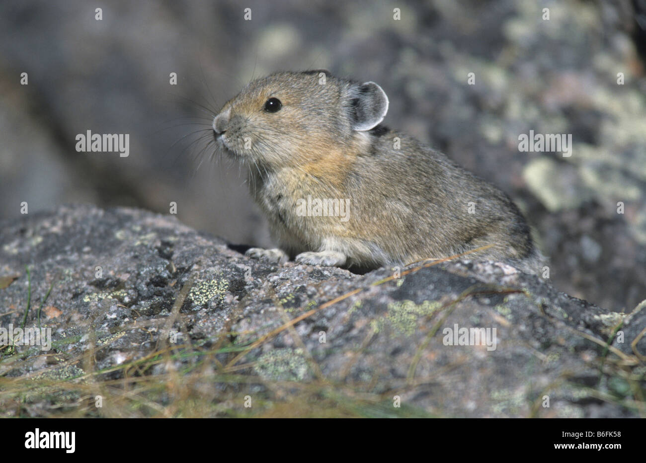 Pikas américains Banque de photographies et d’images à haute résolution ...
