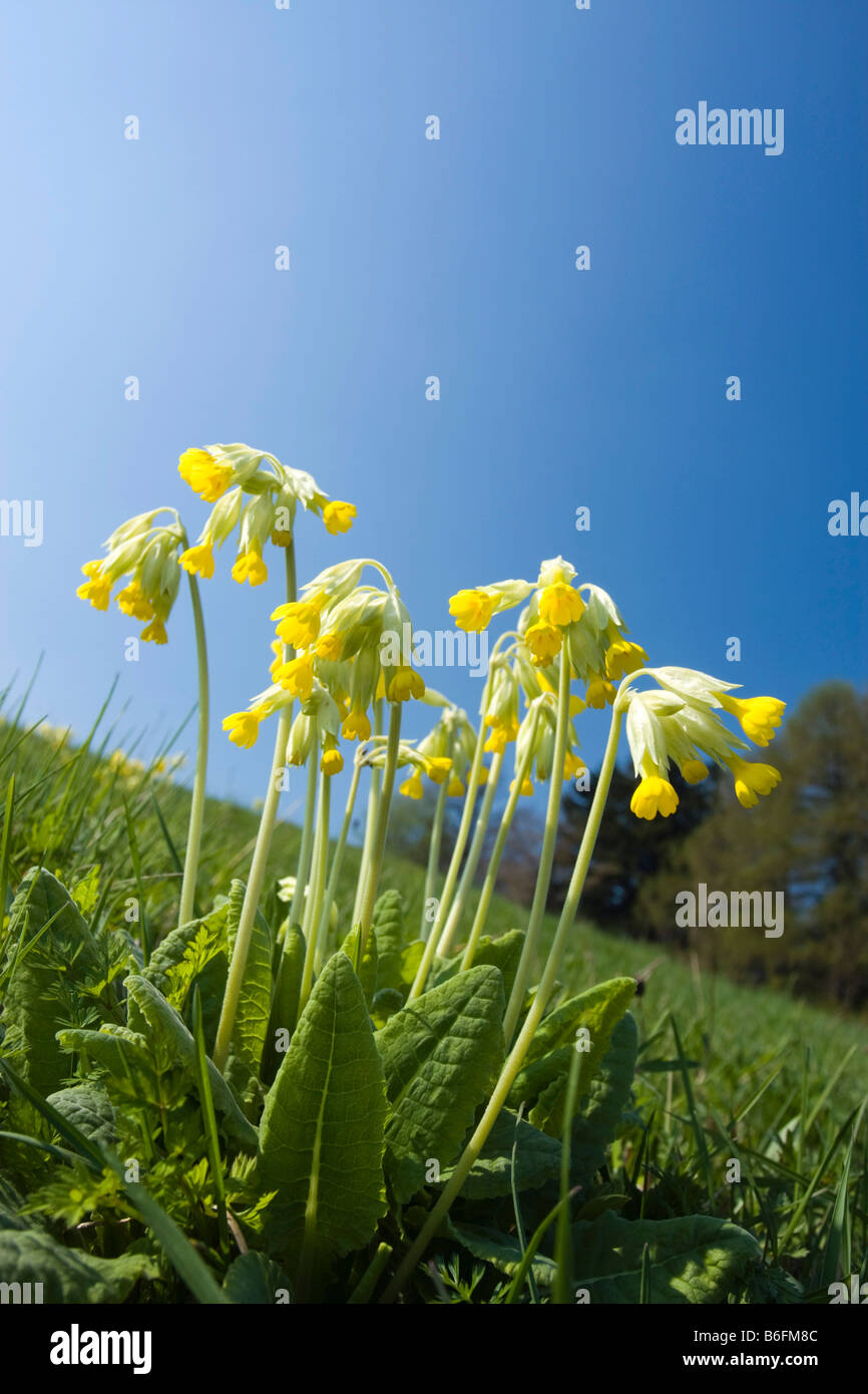 Primula officinalis Banque de photographies et d’images à haute ...