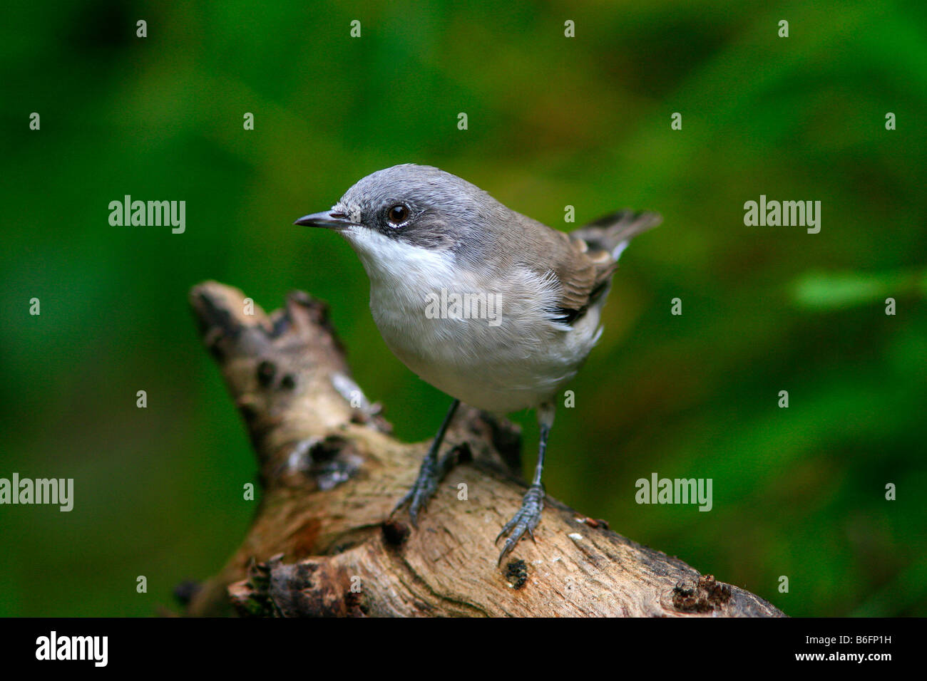 Fauvette grisette (Sylvia curruca moindre Photo Stock - Alamy