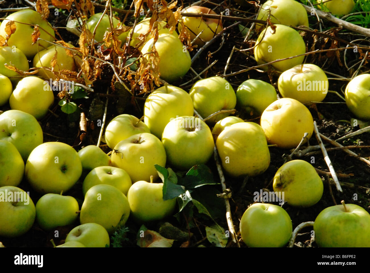 Vergers de pommes vertes Banque de photographies et d’images à haute ...
