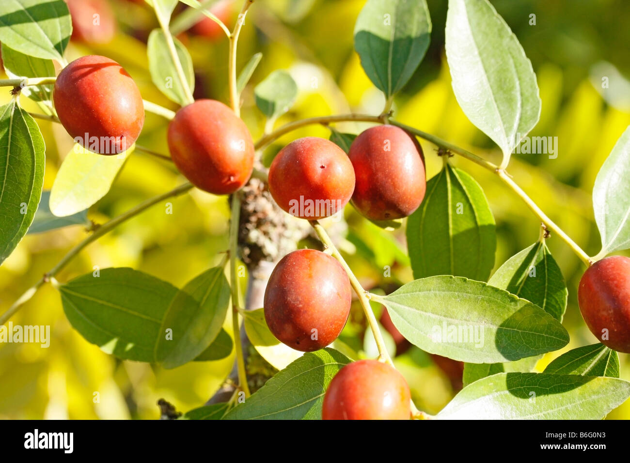 Jujube tree Banque de photographies et d’images à haute résolution - Alamy