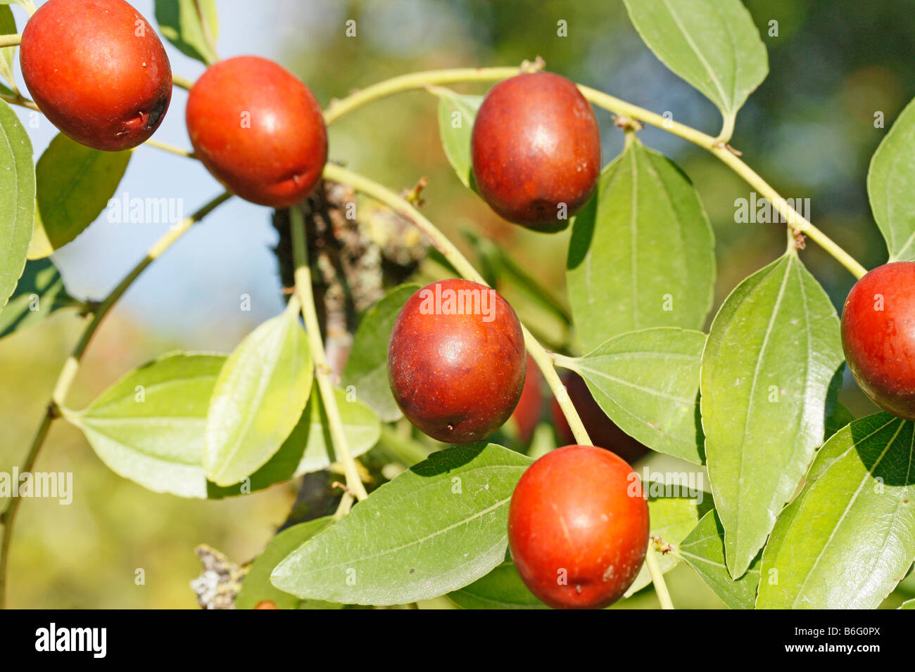 Jujube Rouge Banque d'image et photos - Alamy