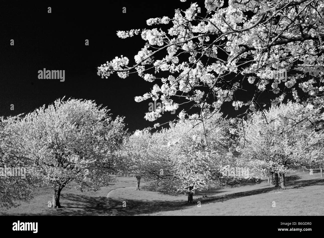 Vergers au printemps Banque d'images noir et blanc - Alamy